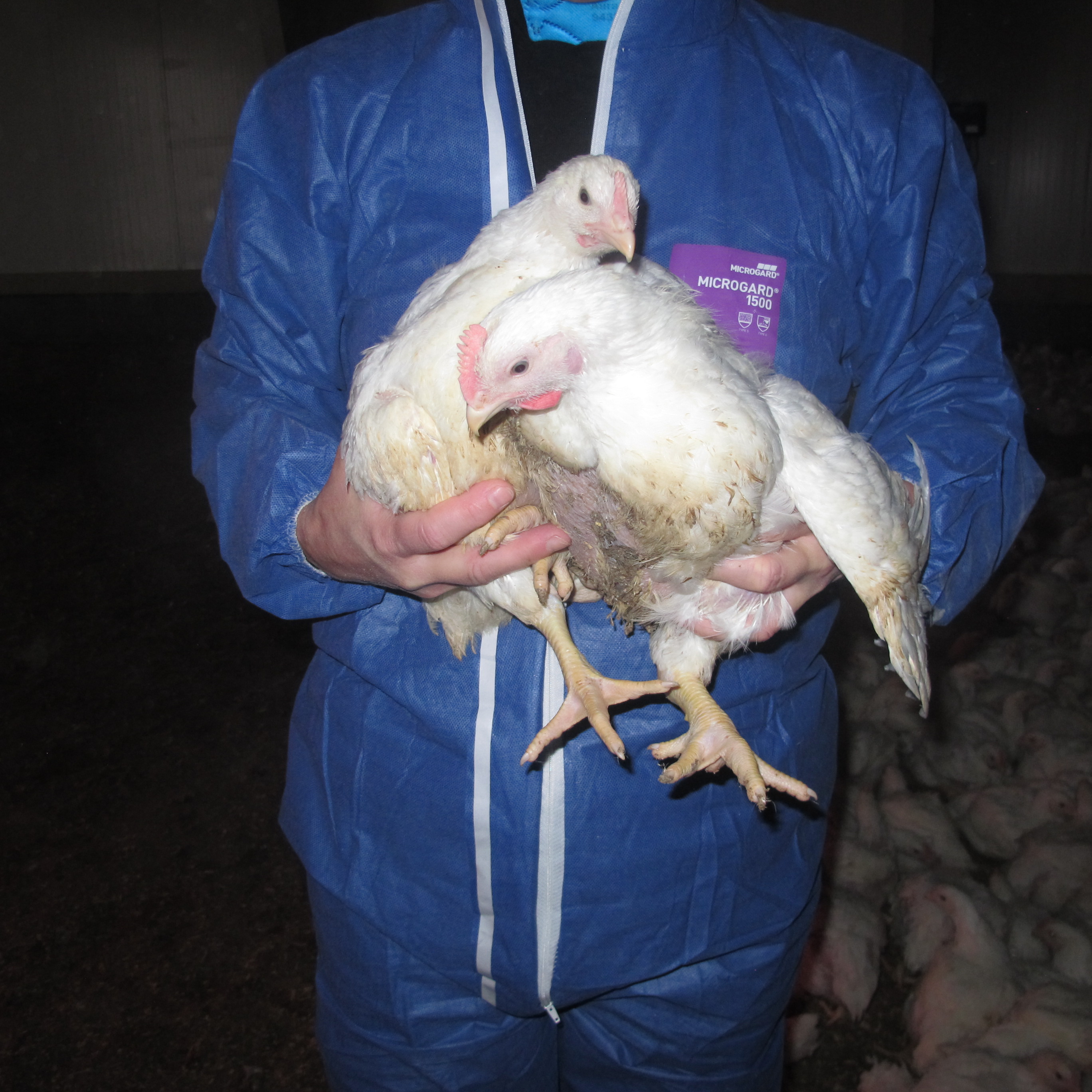 Norwegian researchers study two broiler-catching methods | The Poultry Site